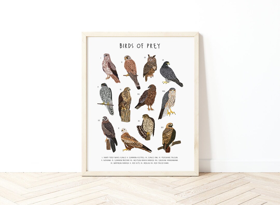 Birds of Prey Poster, Birds Poster, Birds of Prey Identification Chart ...