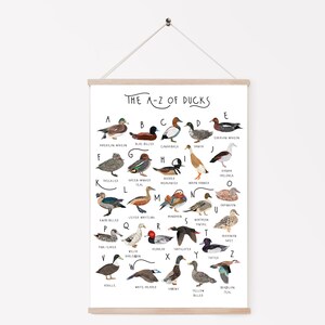 A-Z of Ducks Poster, Ducks Alphabet, Duck Poster Illustration, Bird ...