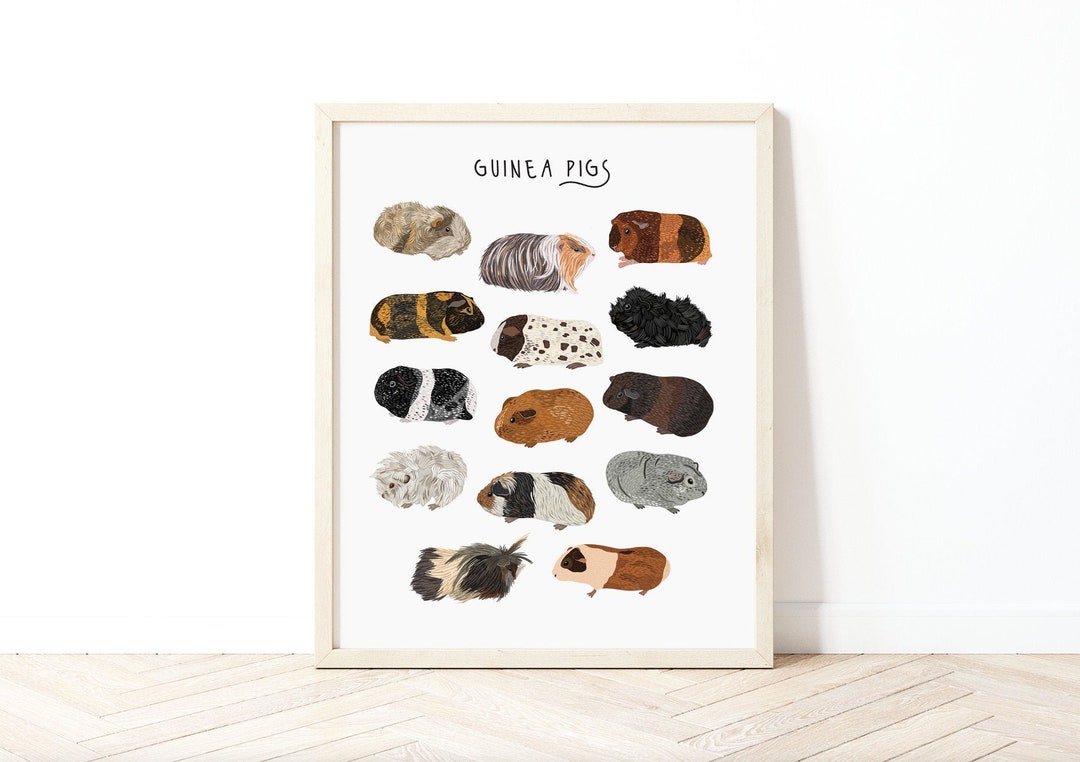 Cavia Poster, Soorten Cavia's, Cavia Gift, Cavia Illustratie, Huisdier ...
