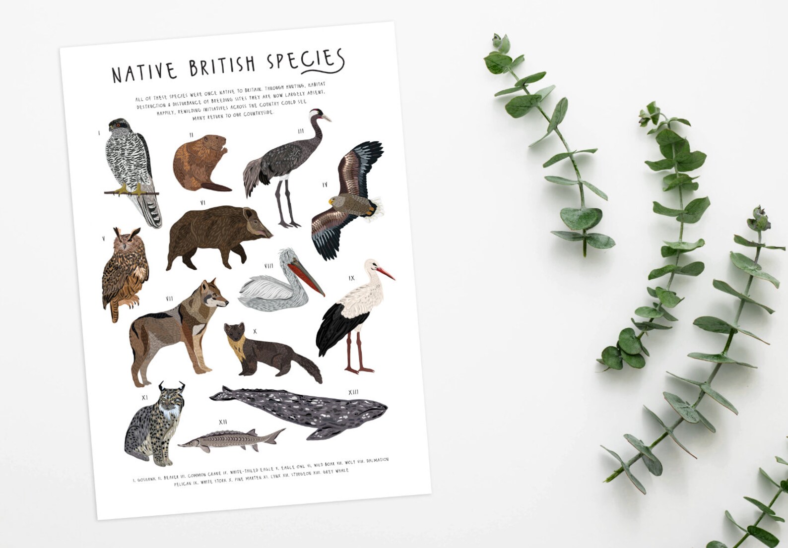 British Native Species Print, British Animals Poster, Re-wilding Print ...