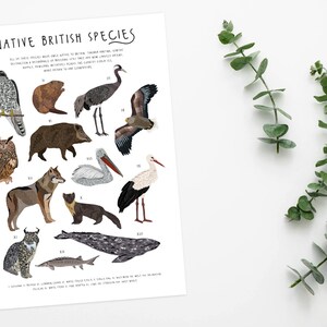 British Native Species Print, British Animals Poster, Re-wilding Print ...