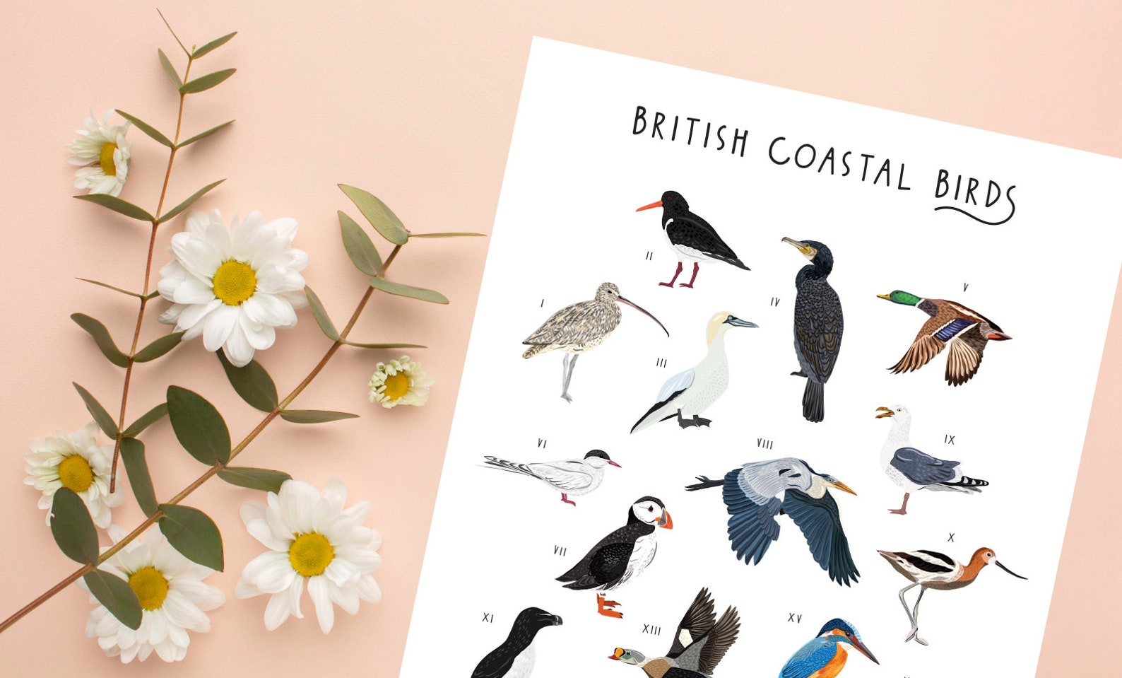 British Coastal Birds, Coastal Birds Print, Bird Poster, Seaside Print ...