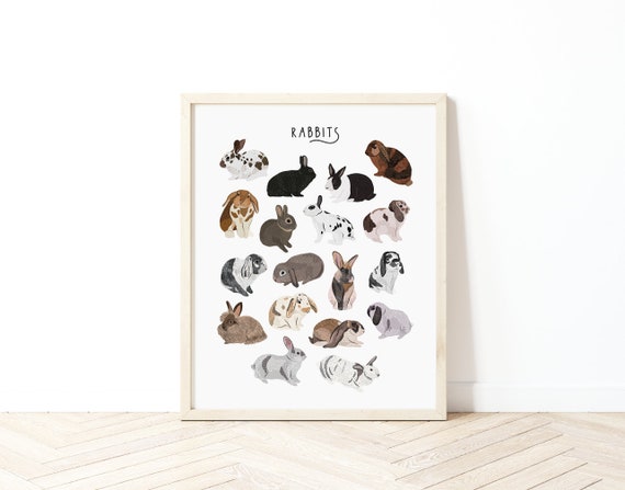 Rabbits Poster Types of Rabbits Pet Rabbits Gift Rabbits | Etsy