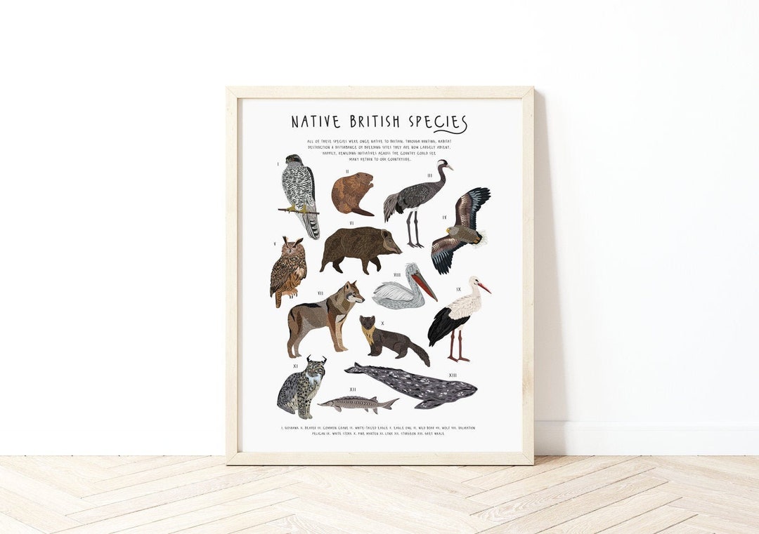 British Native Species Print, British Animals Poster, Re-wilding Print ...