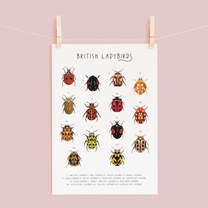 British Ladybirds Poster, Ladybird Identification Print, Natural ...