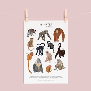 Primates Print, Types of Monkeys Poster, Monkey Wall Art, Cute Monkey ...