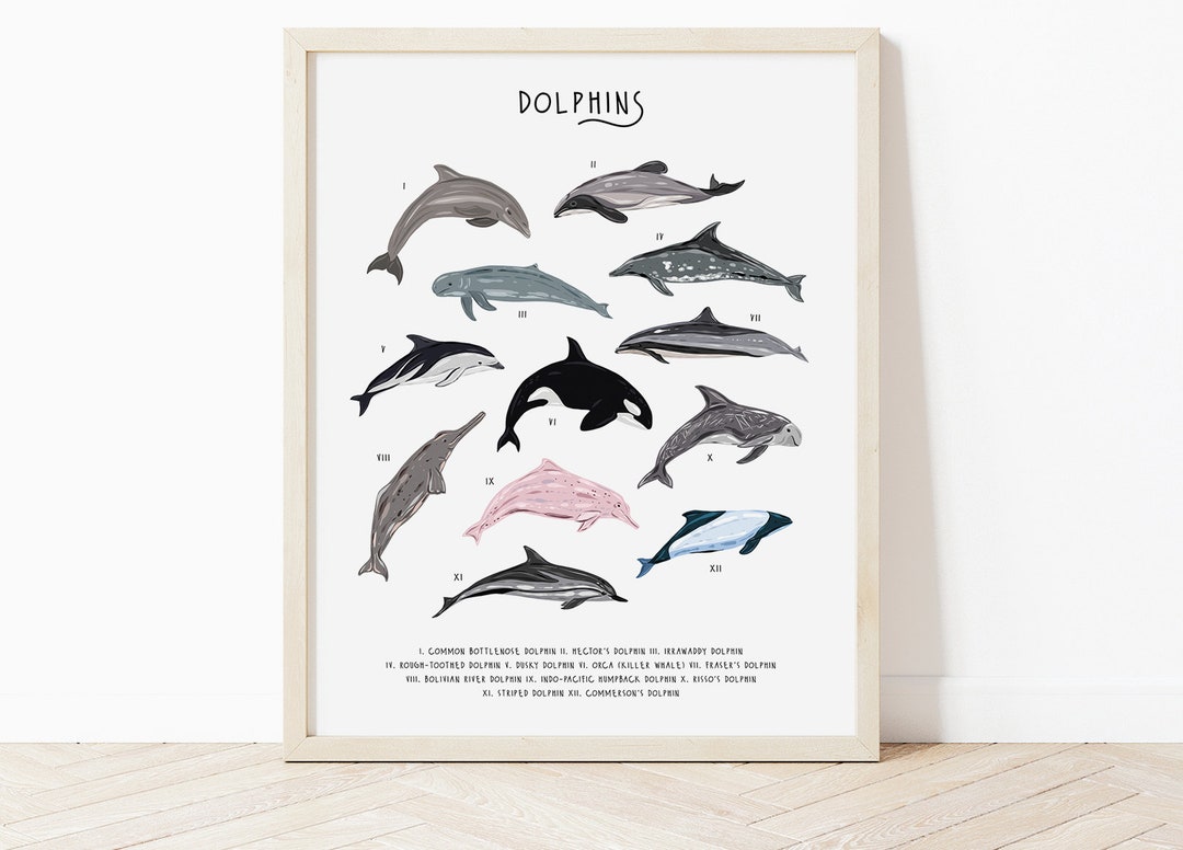 Types of Dolphins Print, Dolphins Poster, Dolphin Identification Chart ...