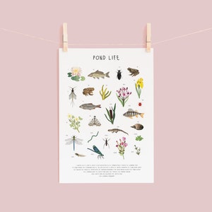 Pond Life Poster, Pond Identification Chart, Pond Lovers Gift, British ...