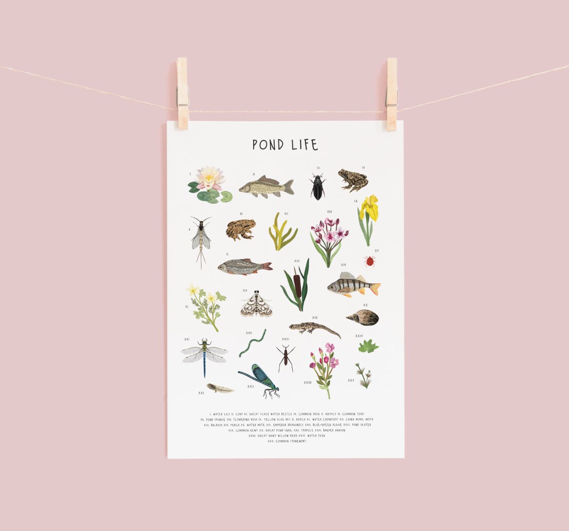 Pond Life Poster Pond Identification Chart Pond Lovers Gift | Etsy