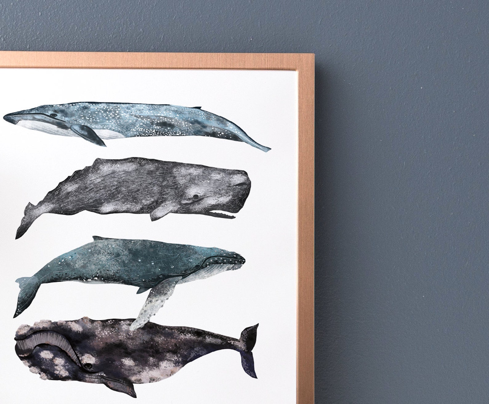 Whales Illustrated Poster, Different Types of Whales, Nautical Art ...