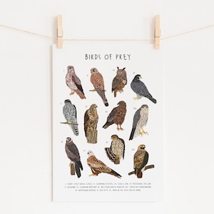 Birds of Prey Poster, Birds Poster, Birds of Prey Identification Chart ...