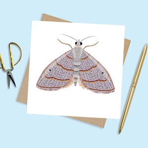 Set of 6 Moth Cards Types of Moths Cards Beautiful Moth - Etsy