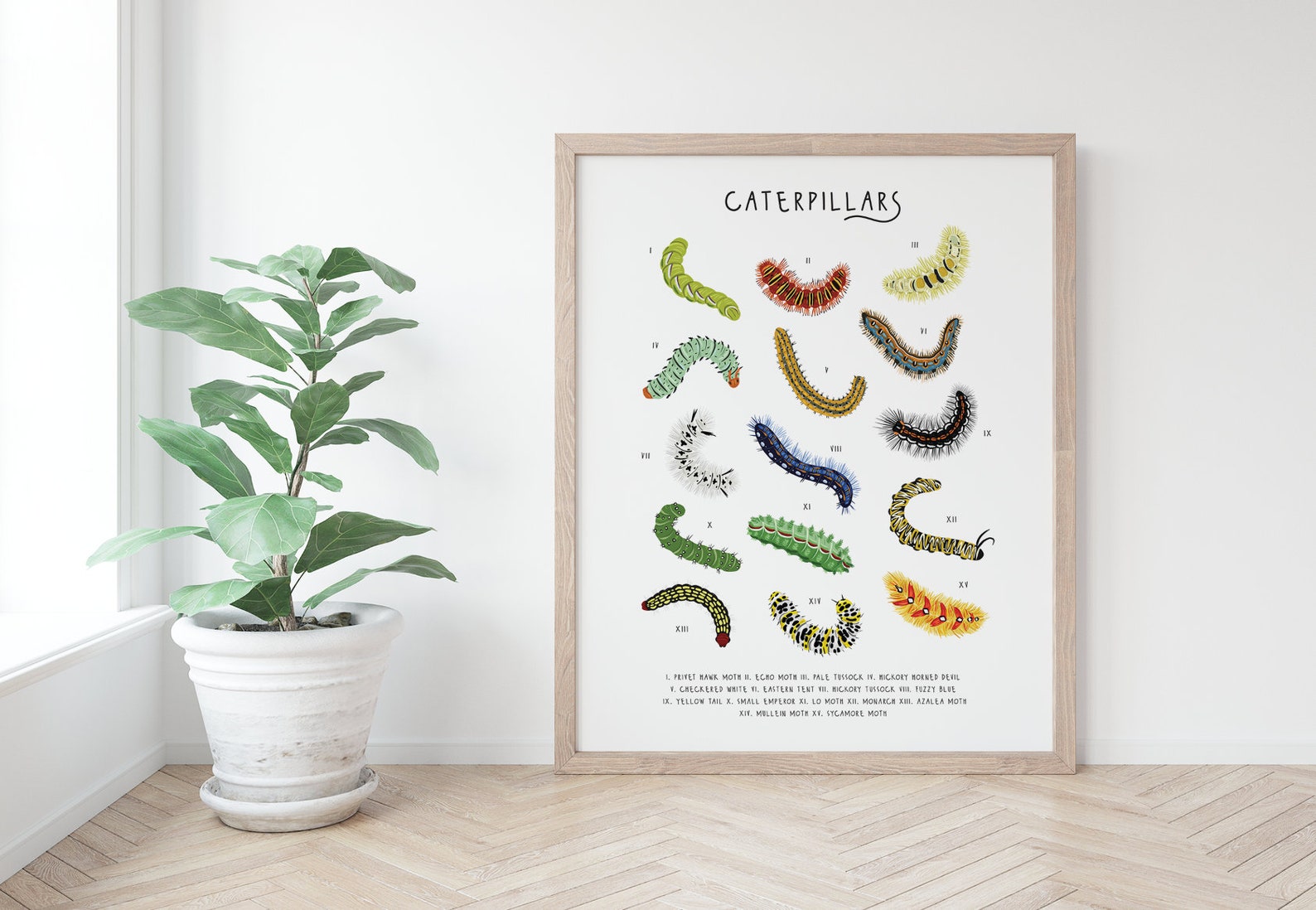 Caterpillar Poster Caterpillar Identification Print Bugs | Etsy