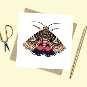 Set of 6 Moth Cards Types of Moths Cards Beautiful Moth - Etsy