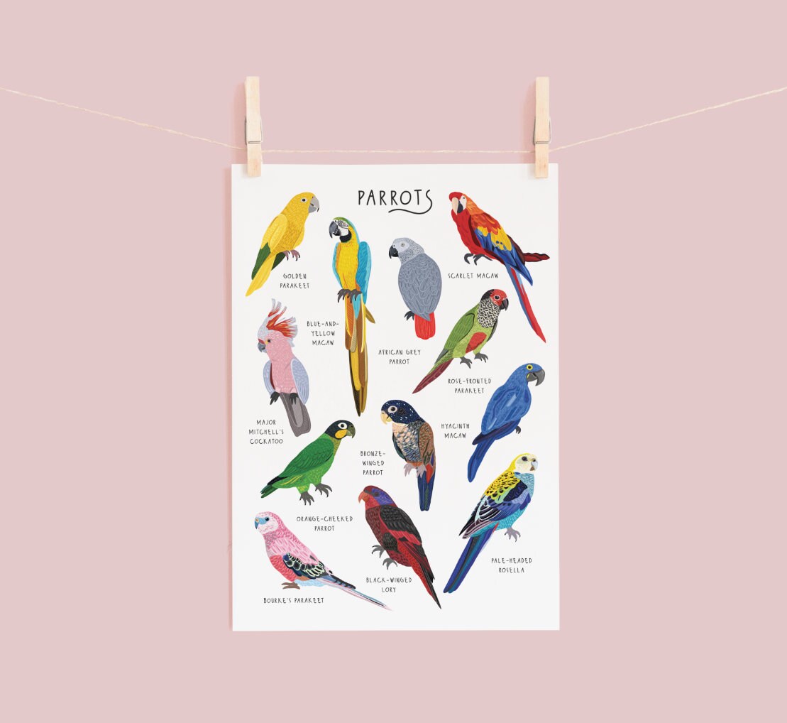 Parrots Poster Tropical Bird Print Parrot Illustration | Etsy