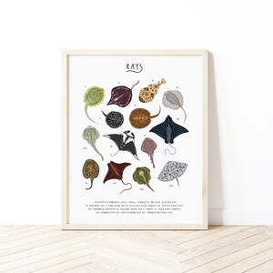Types of Rays Print, Manta Ray Poster, Sea Life Identification, Sea ...