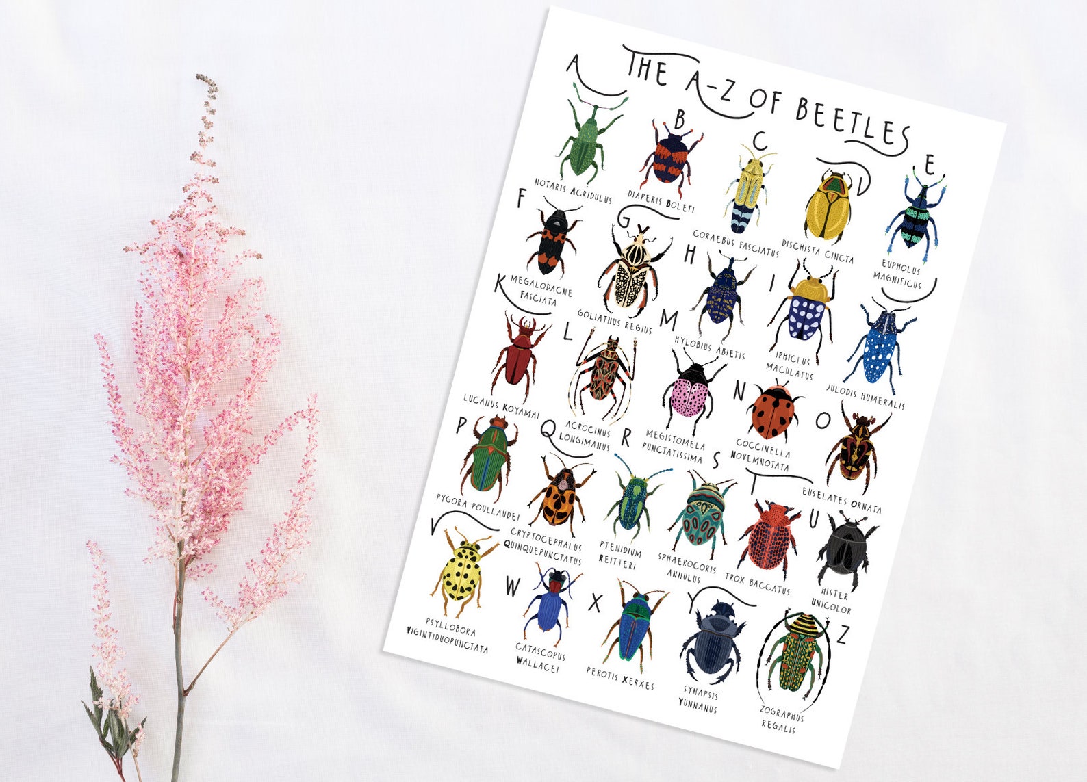 A-Z of Beetles Poster Beetles Species Print Beetles Poster - Etsy UK