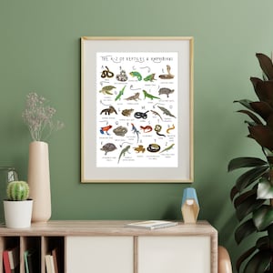 A-Z of Reptiles & Amphibians Poster, Alphabet Print, Reptiles and ...