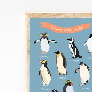 Illustrated Penguins Poster, Types of Penguins, Penguin Print, Penguin ...