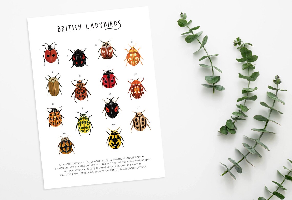 British Ladybirds Poster Ladybird Identification print | Etsy