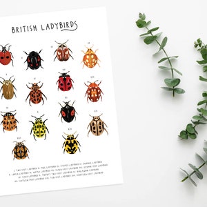 British Ladybirds Poster, Ladybird Identification Print, Natural ...