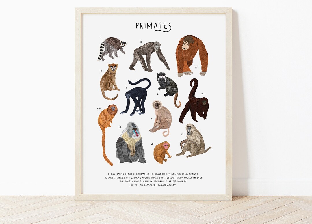 Primates Print, Types of Monkeys Poster, Monkey Wall Art, Cute Monkey ...