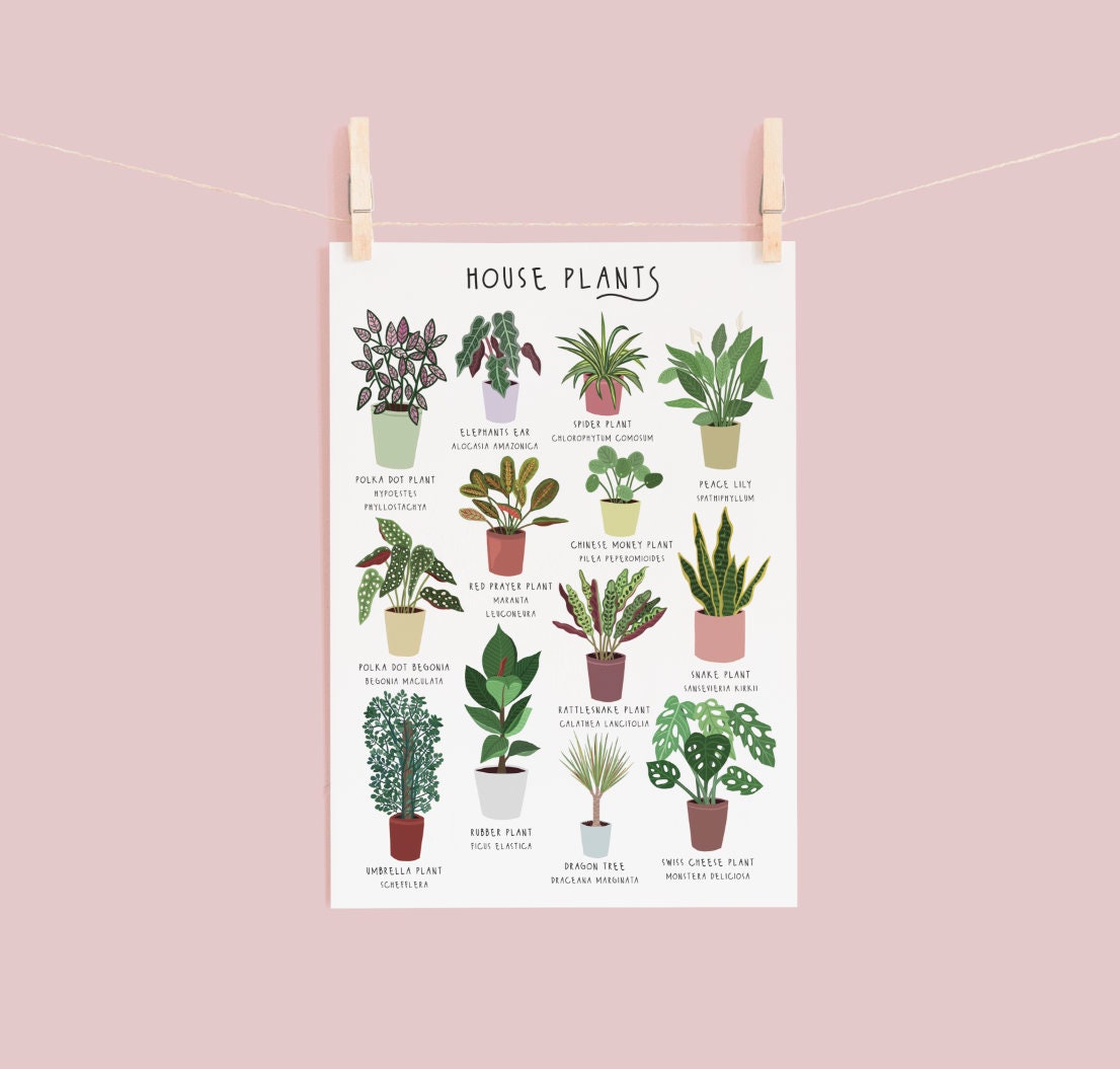 House Plant Poster House Plant Print Plants Poster House - Etsy UK