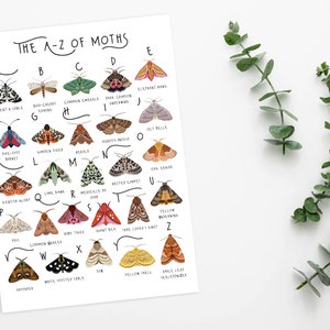 A-Z of Moths, Alphabet Print, Types of Moths Poster, Beautiful Moths ...