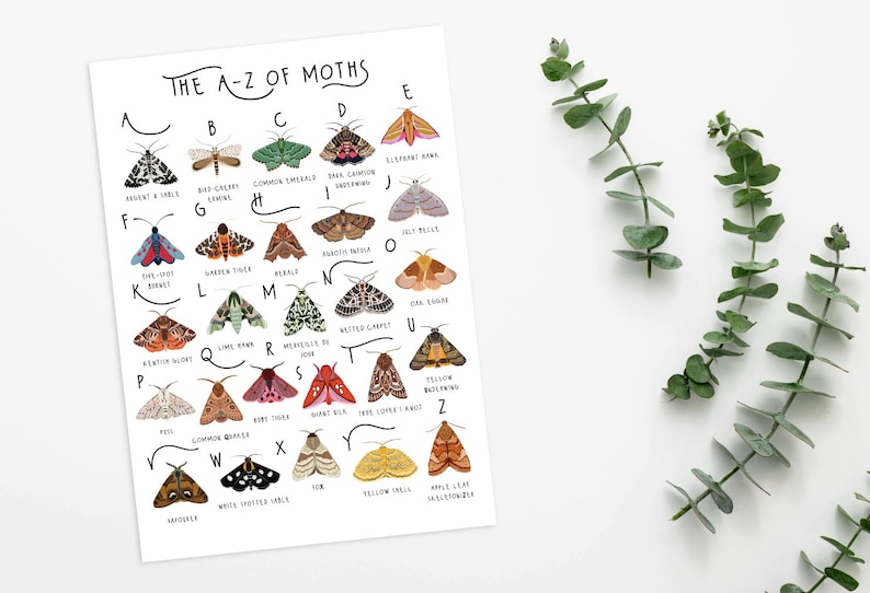A-Z of Moths Alphabet Print Types of Moths Poster Beautiful | Etsy