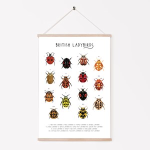 British Ladybirds Poster, Ladybird Identification Print, Natural ...