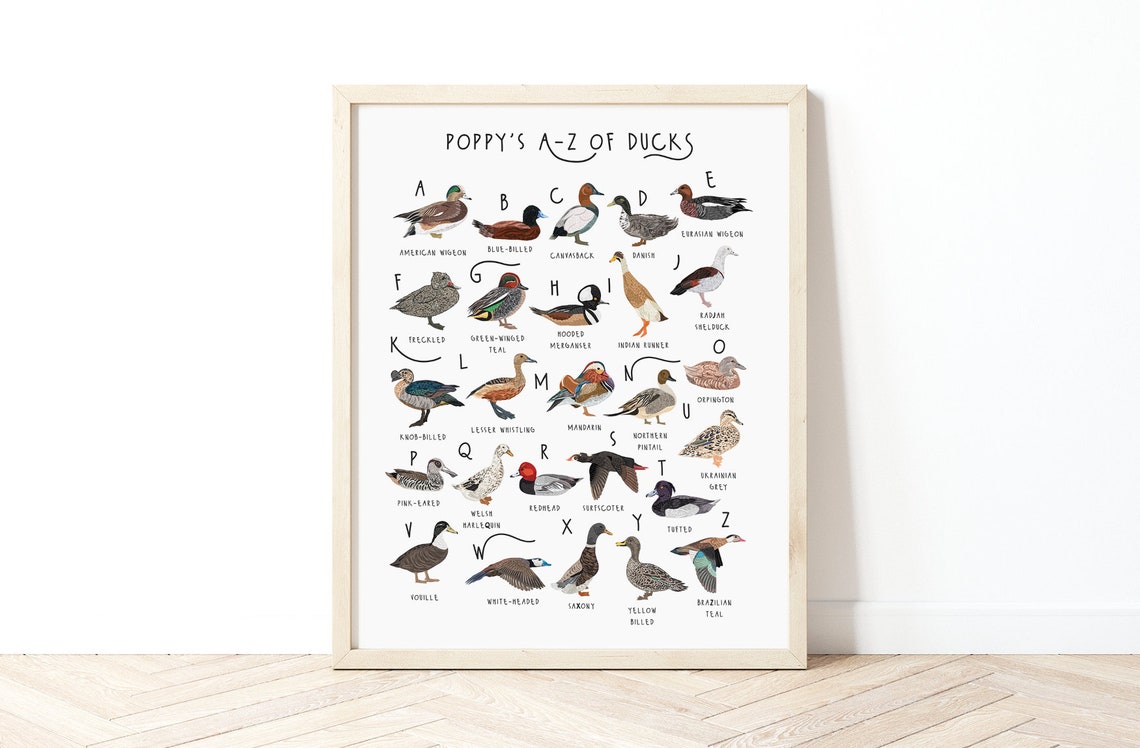 A-Z of Ducks Poster Ducks Alphabet Duck Poster Illustration - Etsy UK