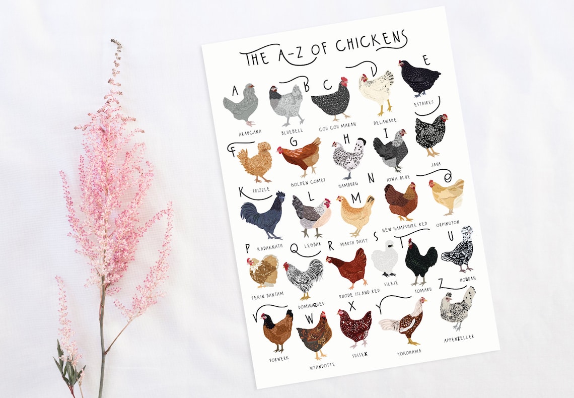 A-Z of Chickens Poster Chicken Print Chicken Breeds Art | Etsy