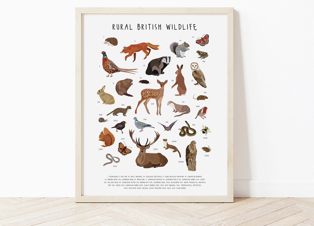 Rural British Wildlife Print, British Wildlife Poster, Wildlife Print ...