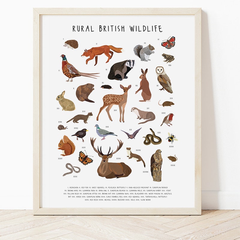 Animal Identification Poster - Etsy UK