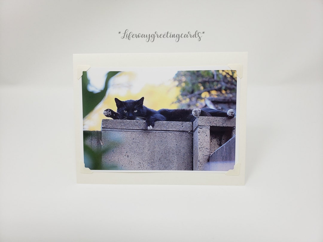 Cat Nap ~ Blank Card - Etsy