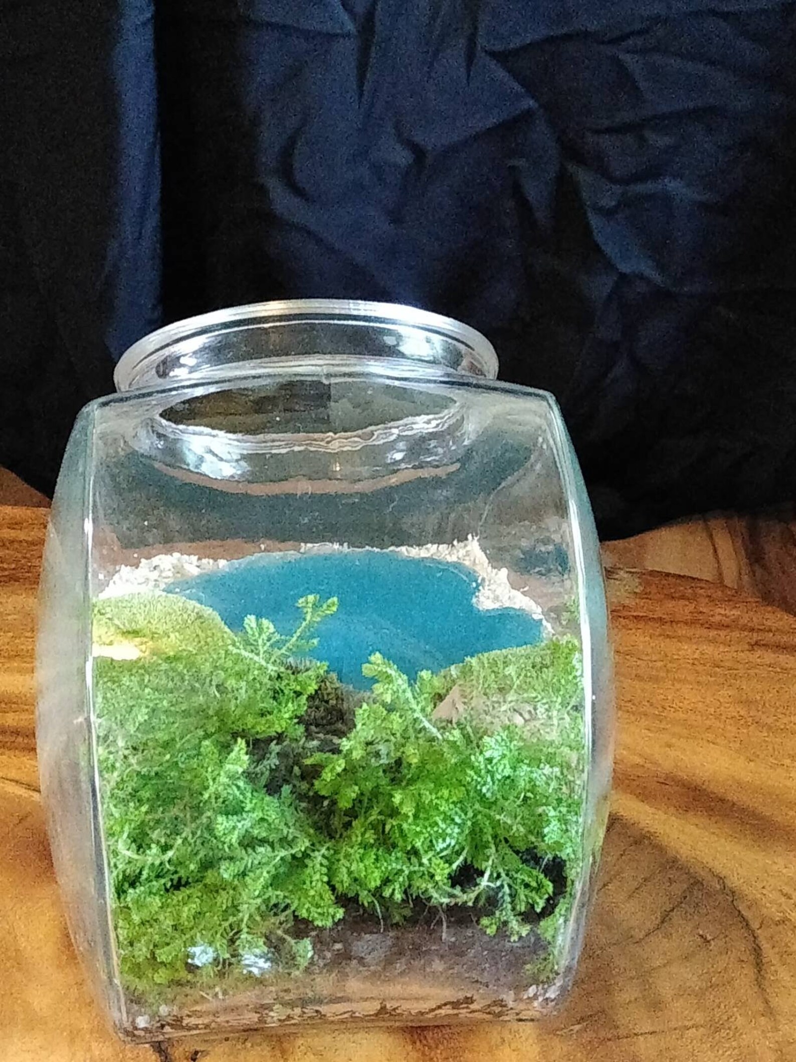 Oasis Terrarium. 1 Gallon Indoor Terrarium. - Etsy