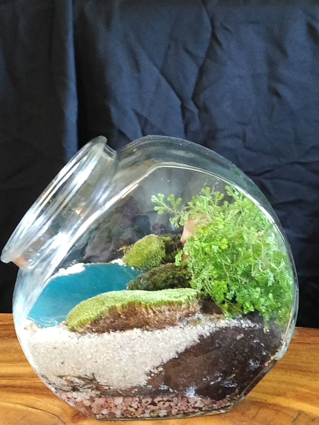 Oasis Terrarium. 1 Gallon Indoor Terrarium. - Etsy