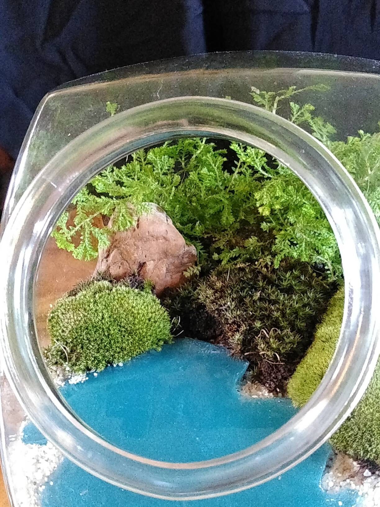 Oasis Terrarium. 1 Gallon Indoor Terrarium. - Etsy