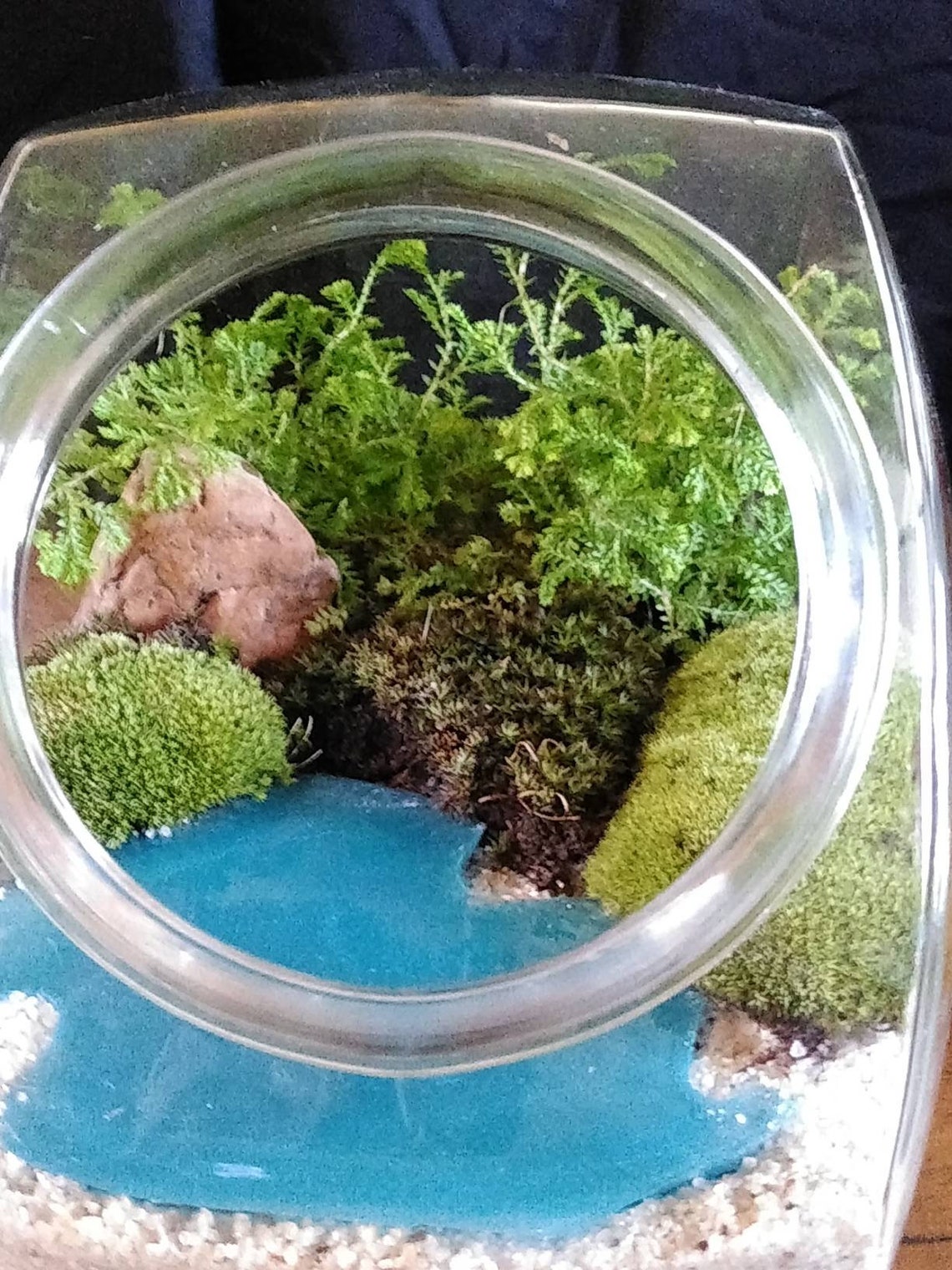 Oasis Terrarium. Terrario interior de 1 galón. - Etsy España