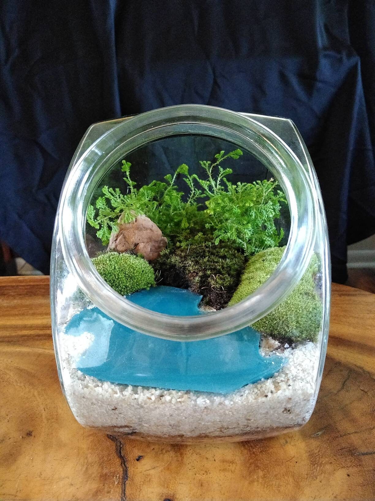 Oasis Terrarium. 1 Gallon Indoor Terrarium. - Etsy