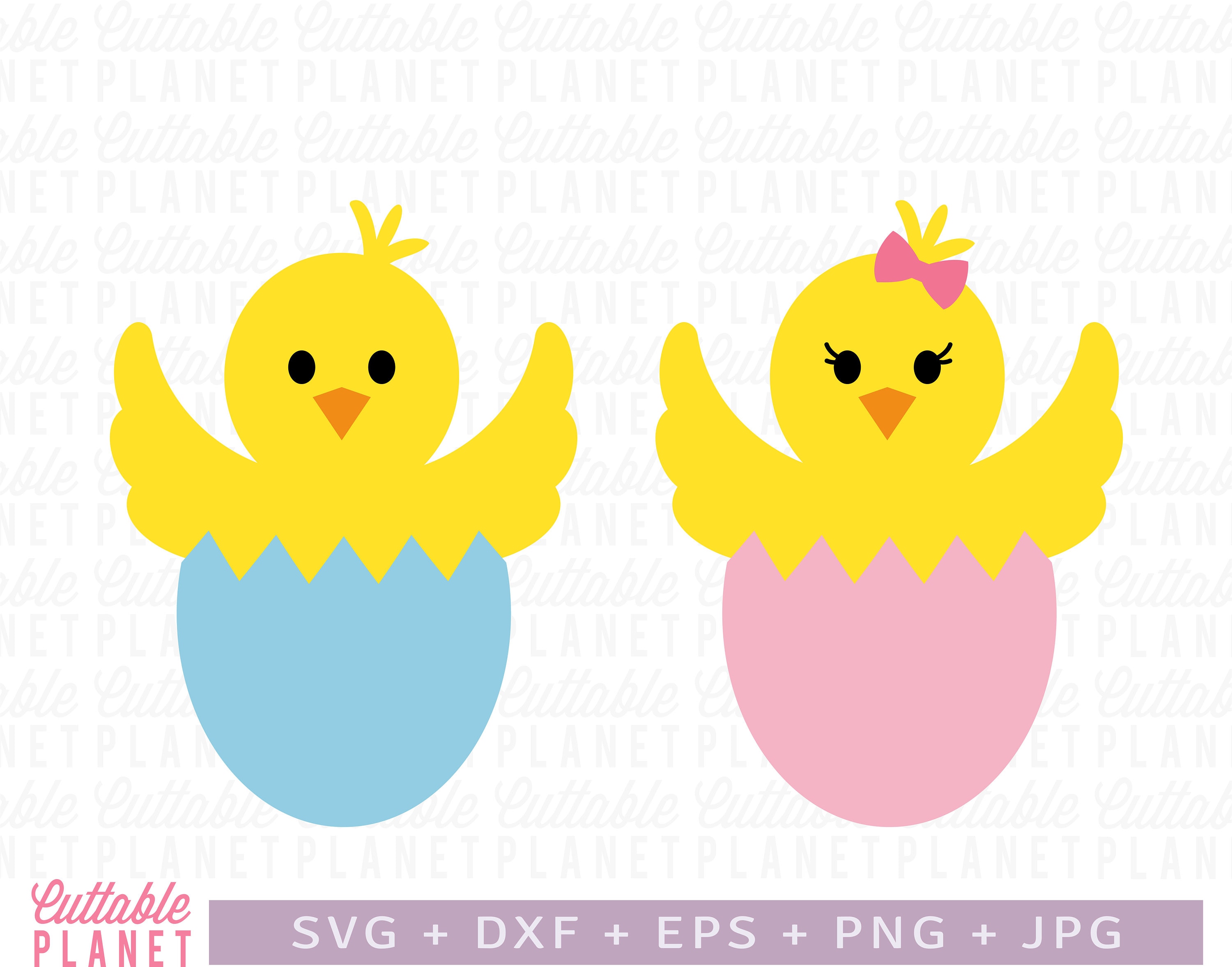 Baby Chicks Hatching