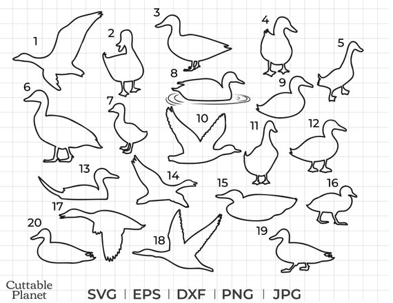 Enten Fliegen Zeichnung
