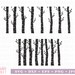 Birch Silhouette Svg, Dxf, Eps, Png, Jpg, Birch Tree Trunk Svg, Birch ...