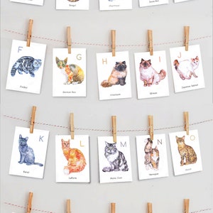 Cats Alphabet Cards Cat Breeds Cards Set, Cat Painting Watercolor - Etsy
