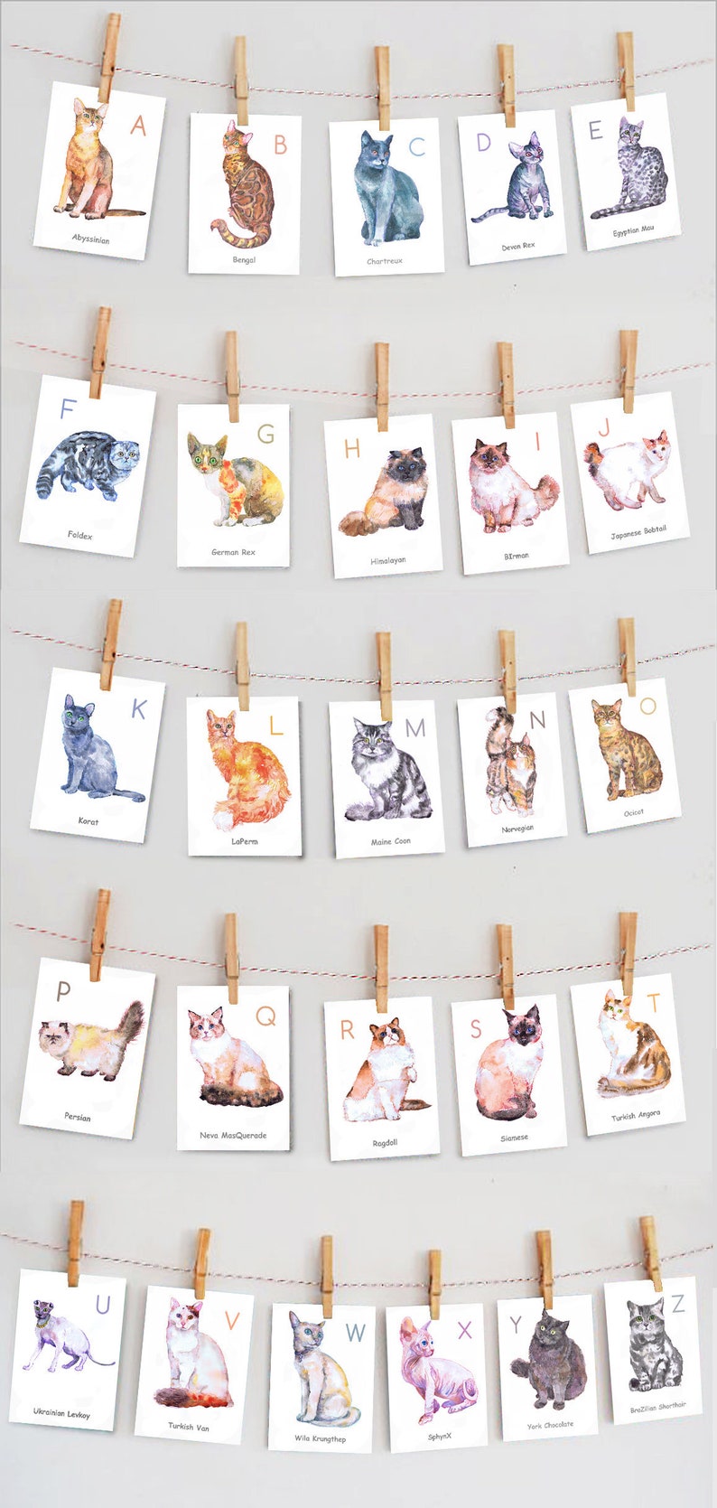 Cats Alphabet Cards Cat Breeds Cards Set Cat Painting - Etsy