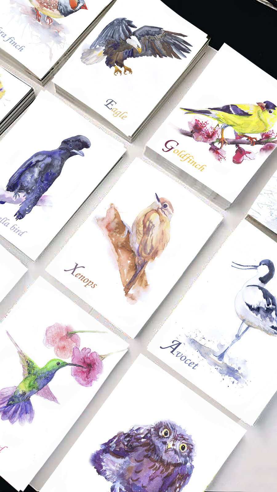 Bird Flash Cards Classroom Alphabet Cards Wedding Table - Etsy UK
