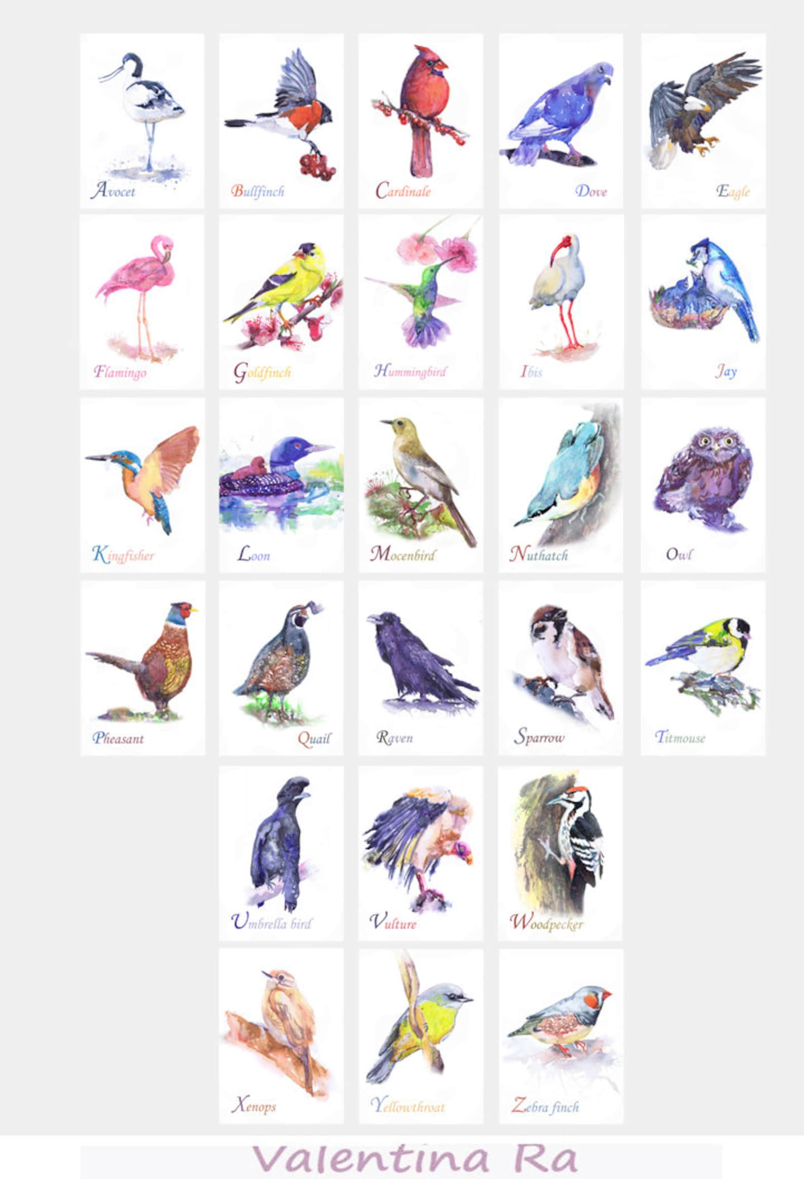 Bird Flash Cards Classroom Alphabet Cards Wedding Table - Etsy