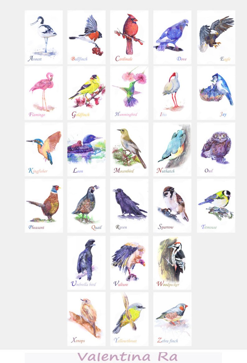 Bird Flash Cards Classroom Alphabet Cards Wedding Table - Etsy UK