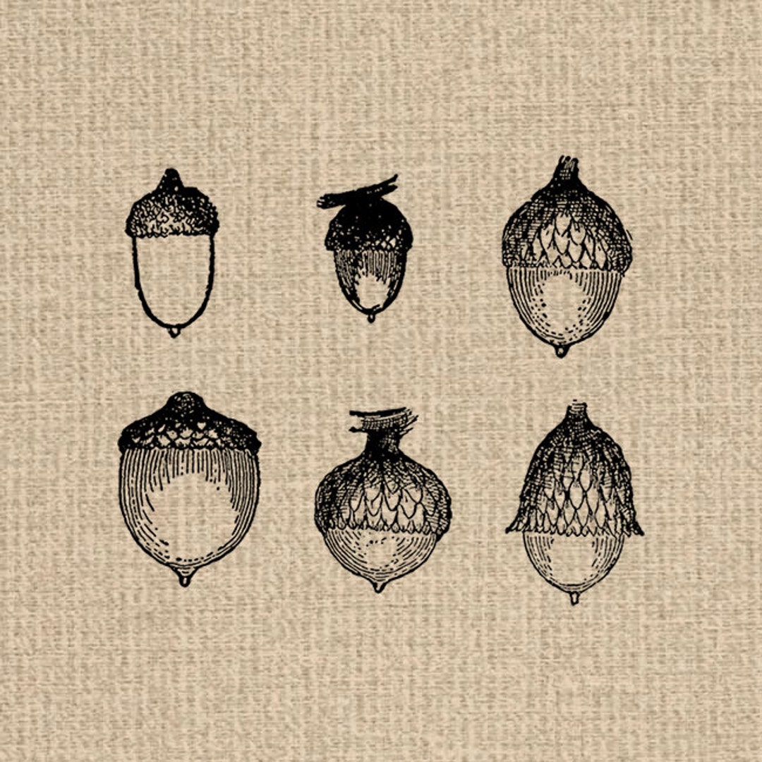 Vintage Acorn Image Printable Acorn Collection Acorn Images Acorn ...