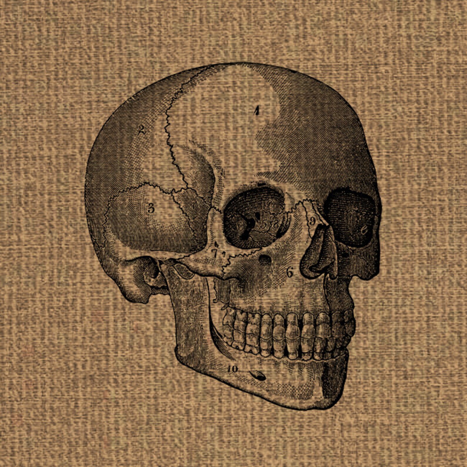 Vintage Skull Image Antique Skull Print Printable Skull Illustration ...